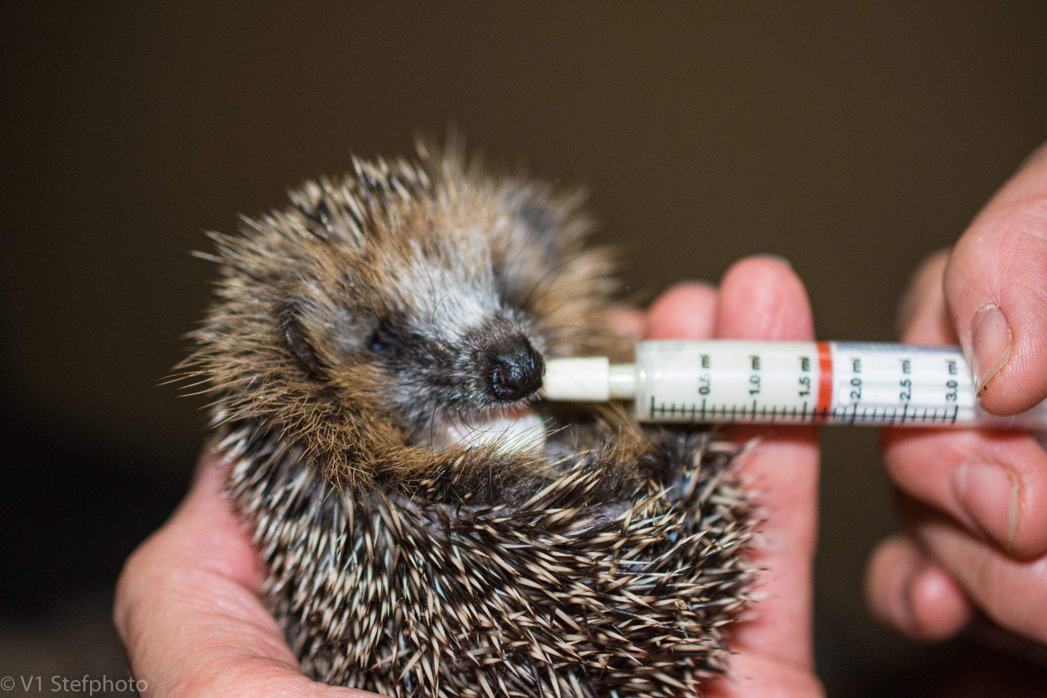 Igelhilfe E.igeltingen gUG – Gemeinsam Igeln helfen